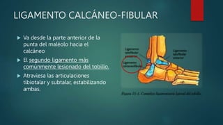 ANATOMIA DE TOBILLO .................... | PPTX
