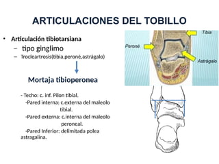 ANATOMIA DE TOBIczczxcscascLLO ROSMY.pptx