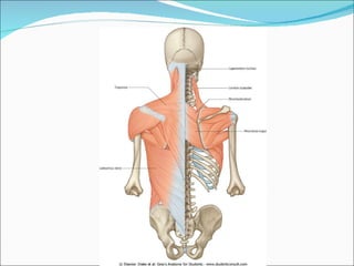 Anatomia de torax | PPT
