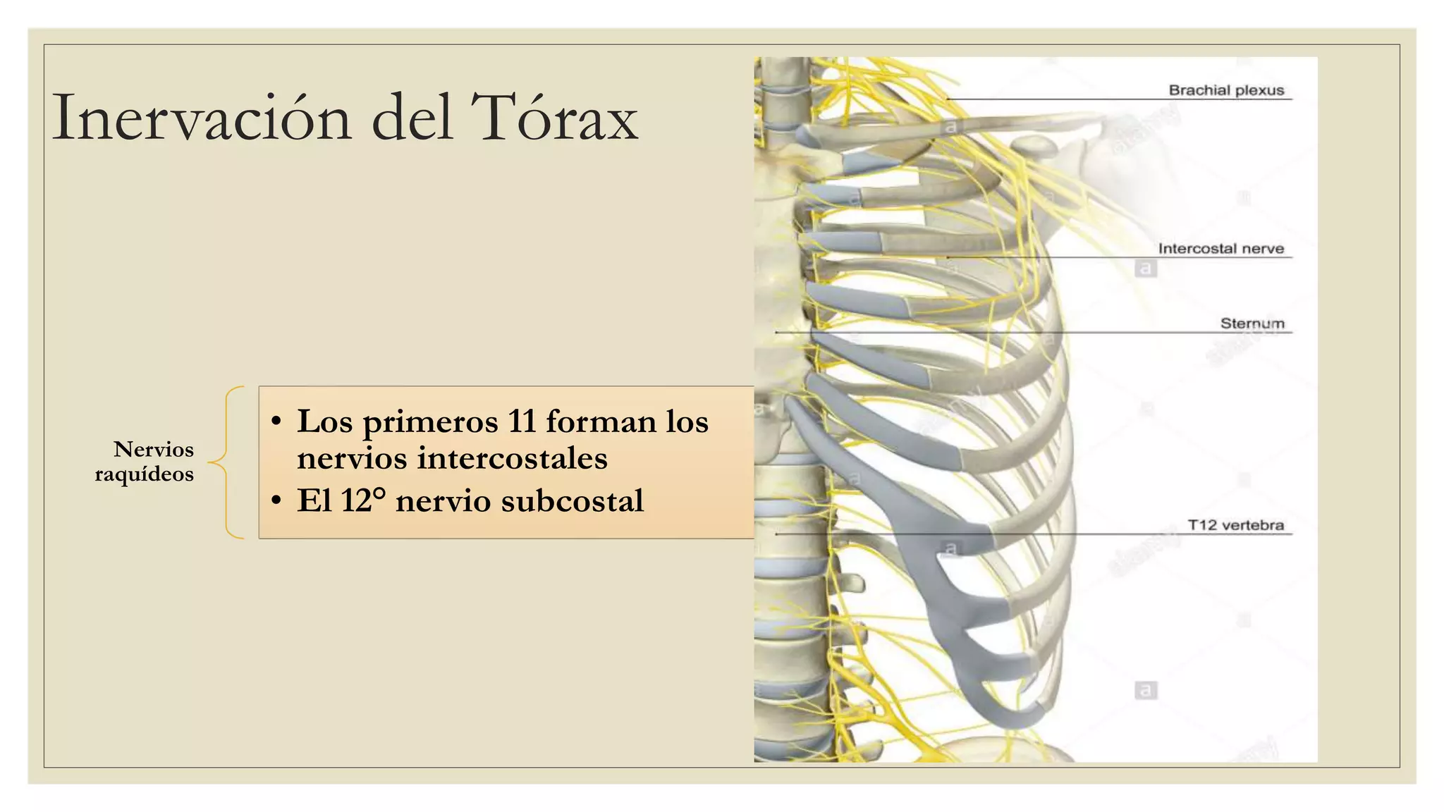 Anatomia de torax | PPTX