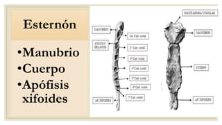 Anatomia de torax | PPTX