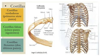 Anatomia de torax | PPTX