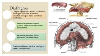 Anatomia de torax | PPTX