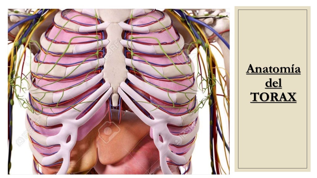 Anatomia de torax