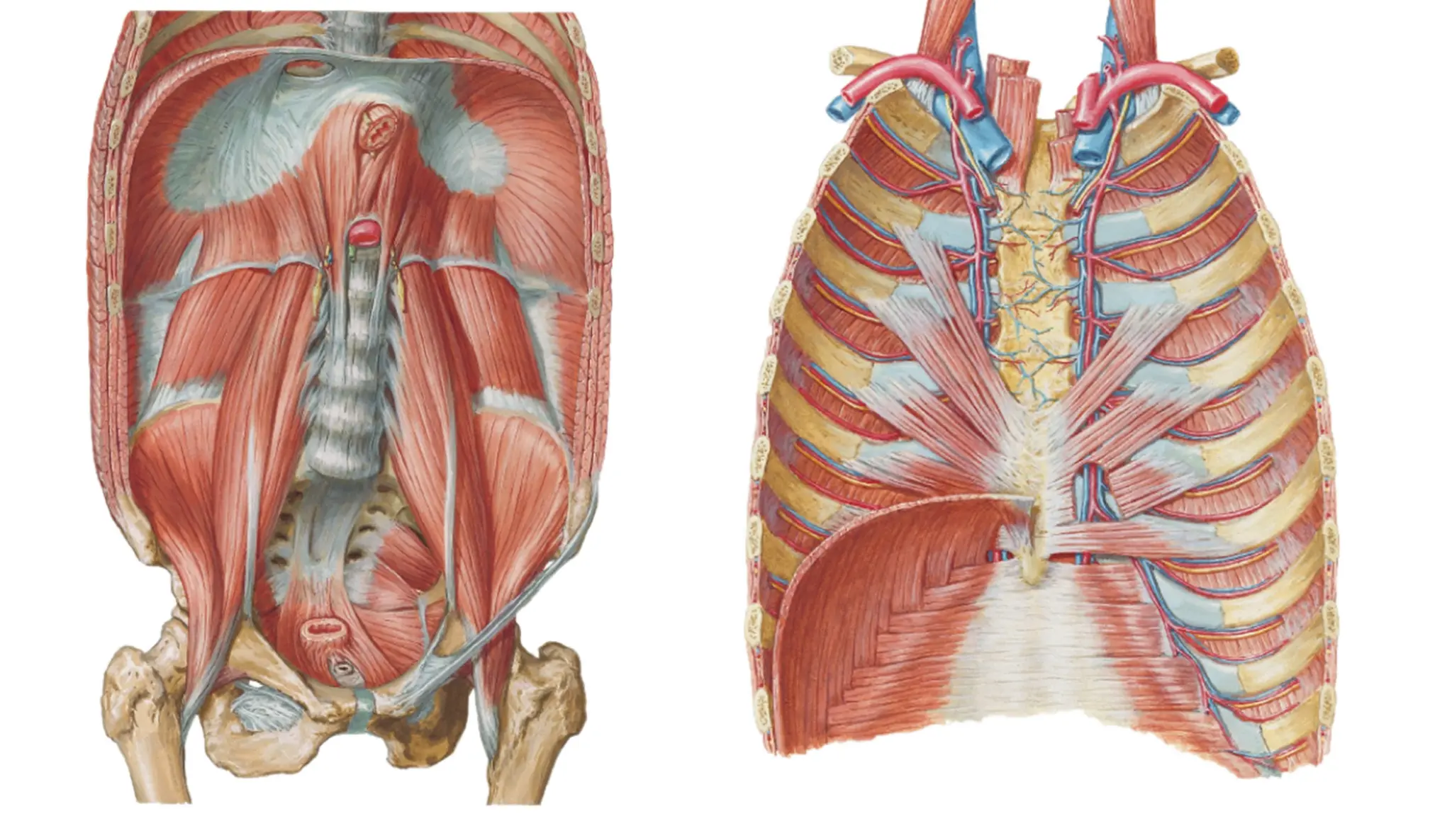 ANATOMIA DE TORAX.pptx muy buena léanlo. | PPT