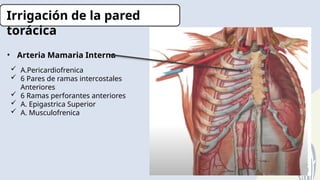 Anatomia de torax nicola (1) (1).pptxjwjwjwjd | PPTX