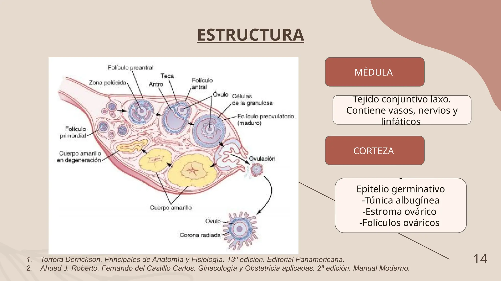 ANATOMIA DE TROMPAS UTERINAS Y OVARIOS.pptx