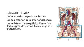 Anatomia de ureter y retroperitoneal.pptx