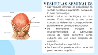 Anatomía de vejiga_20231106_111343_0000.pdf