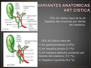 Variaciones De La Arteria Cística
