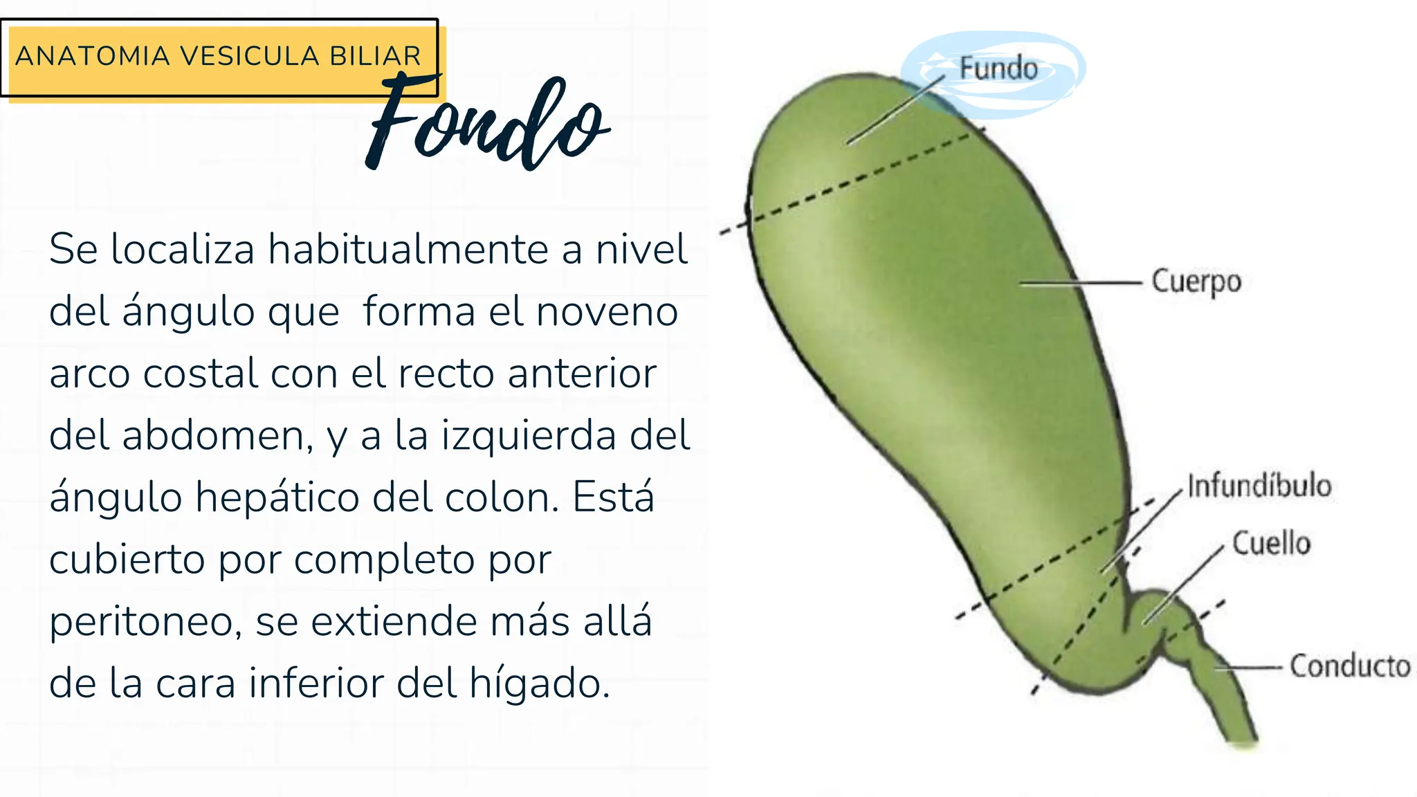 ANATOMIA DE VESICULA BILIRAR.pptx