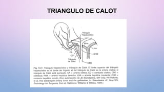 Anatomia de vesicula y vias biliares | PPTX