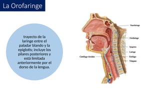 Anatomia de Vias aereas - anestesiologia | PPTX