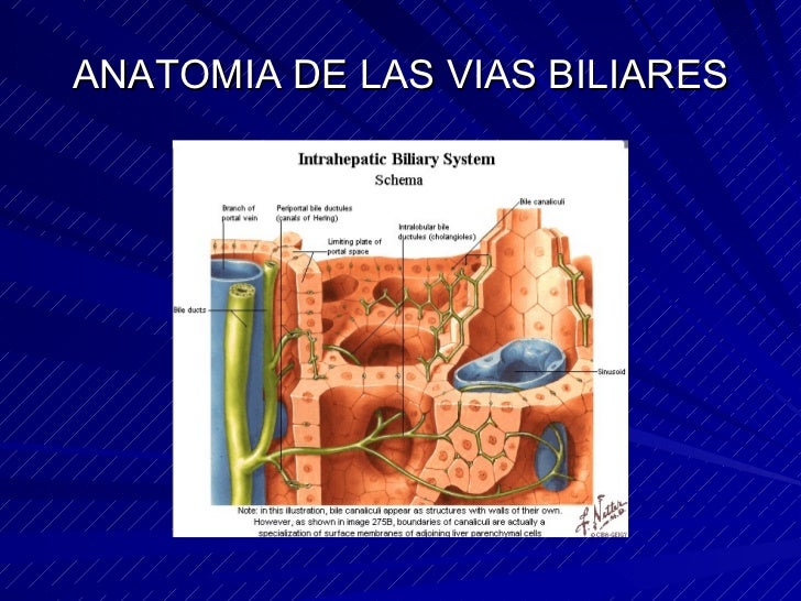 Bossadanatomiadelavesiculabiliarhartmann