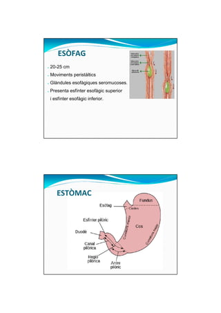 Anatomia digestiu | PDF