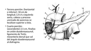 Anatomia digestiva del sistema digestivo basico | PPTX