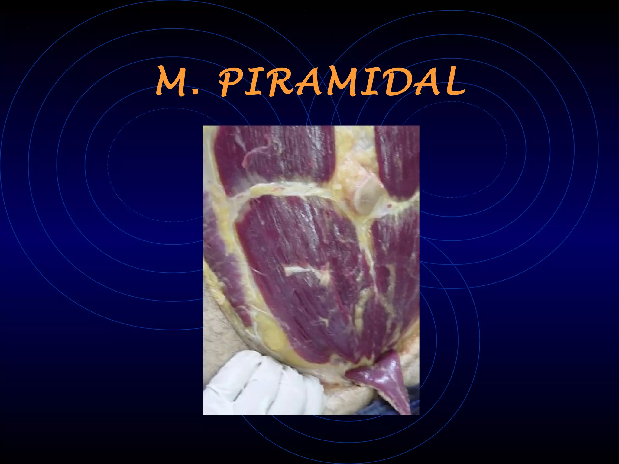 Anatomia do Abdome e Região Inguinal | PPT