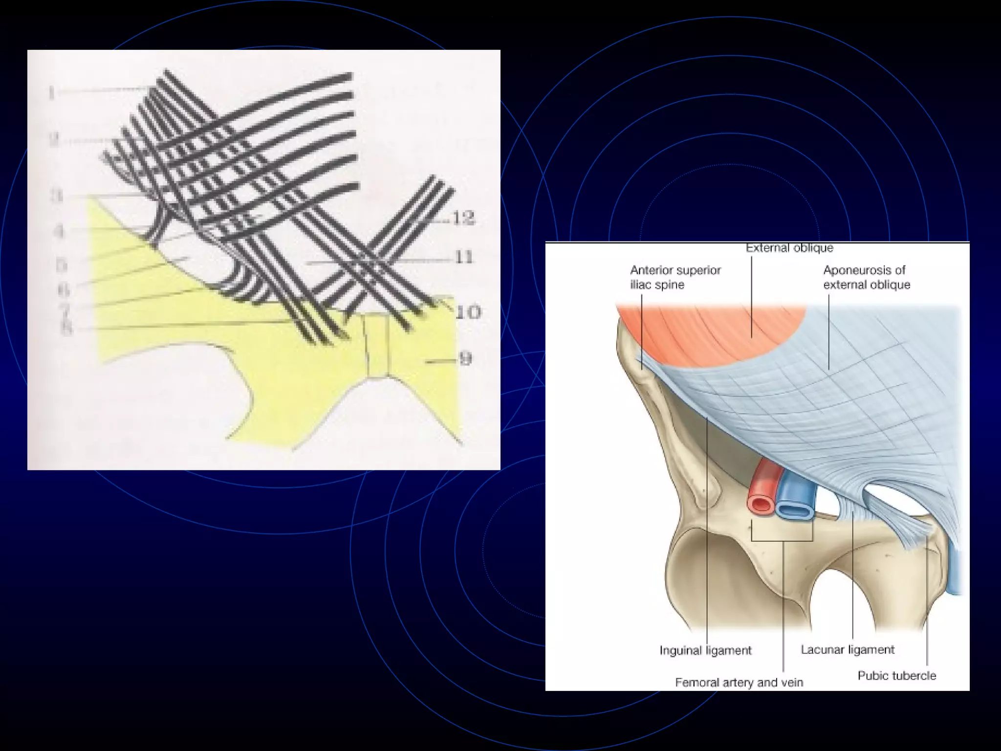 Anatomia do Abdome e Região Inguinal | PPT