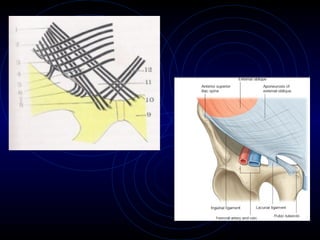 Anatomia do Abdome e Região Inguinal | PPT