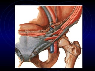 Anatomia do Abdome e Região Inguinal | PPT