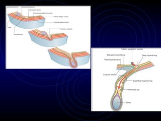 Anatomia do Abdome e Região Inguinal | PPT