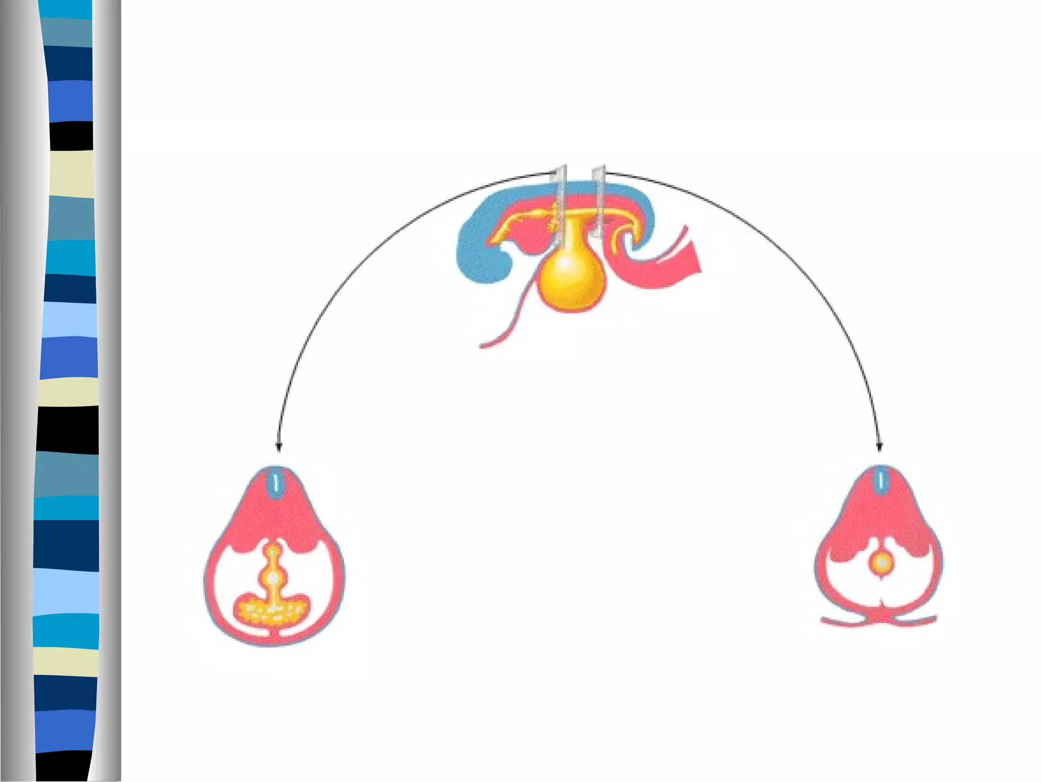 Anatomia do Baço | PPT