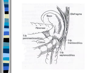 Anatomia do Baço | PPT