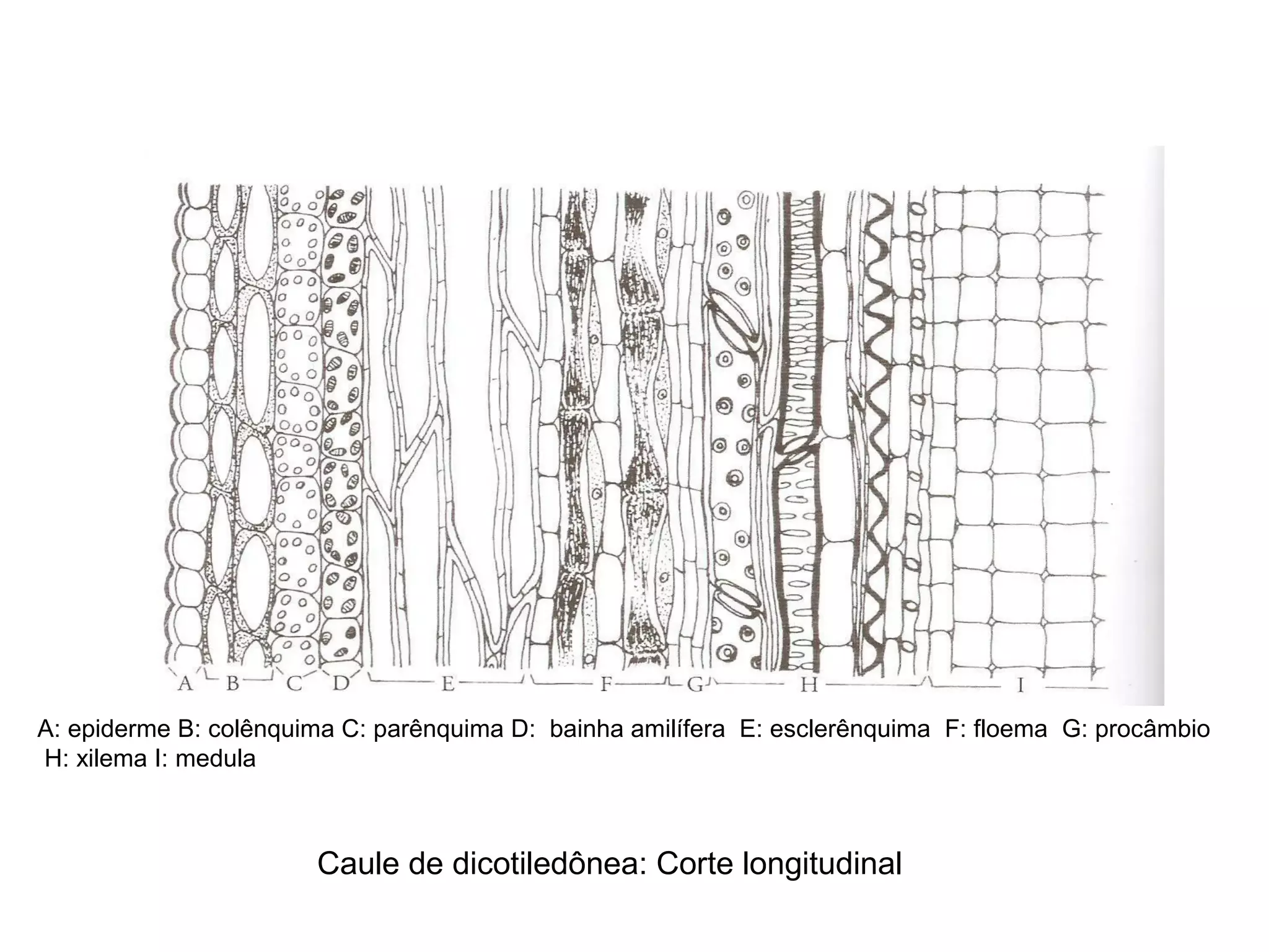 Anatomia do caule | PPT