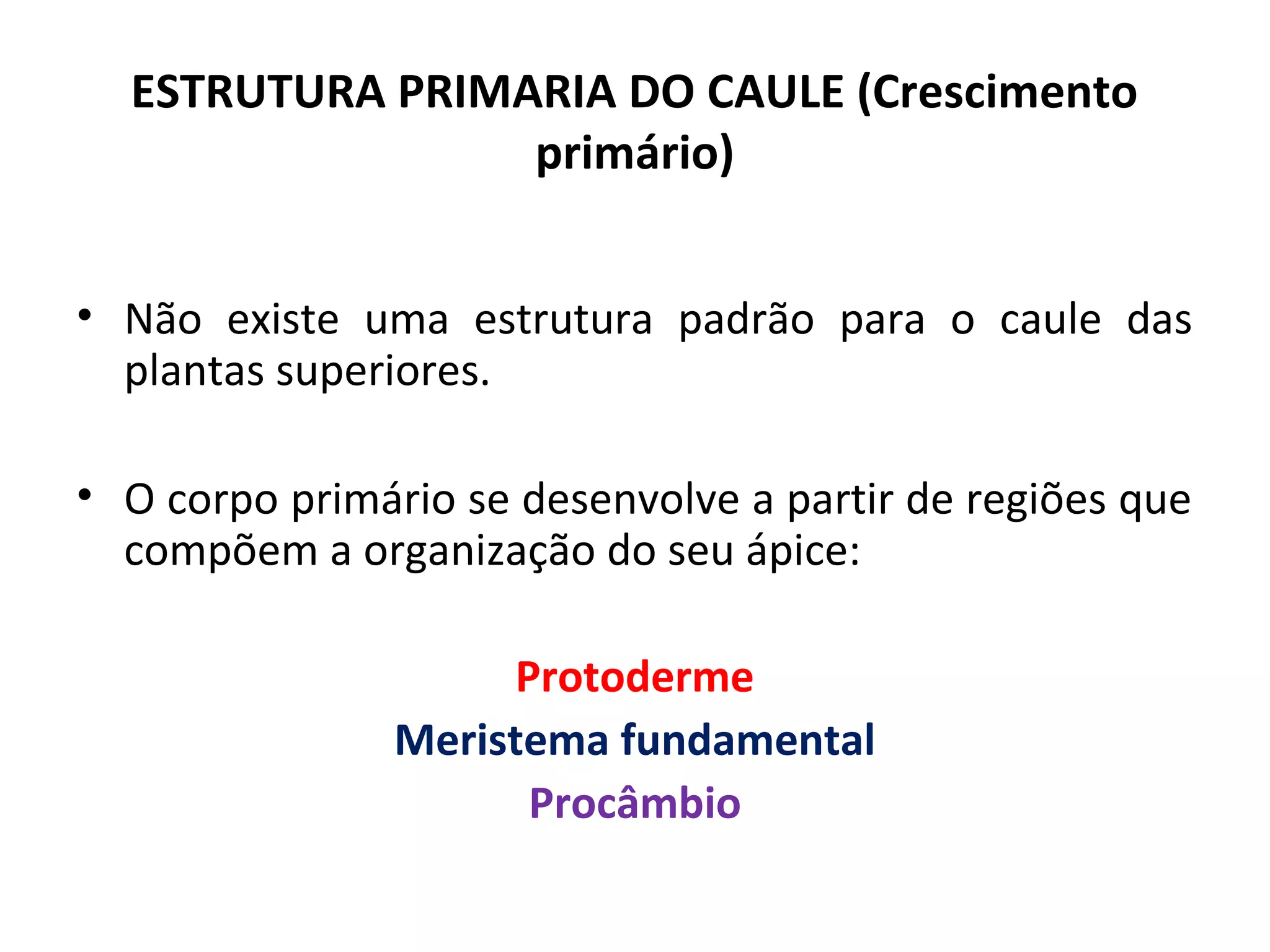Anatomia do caule | PPT