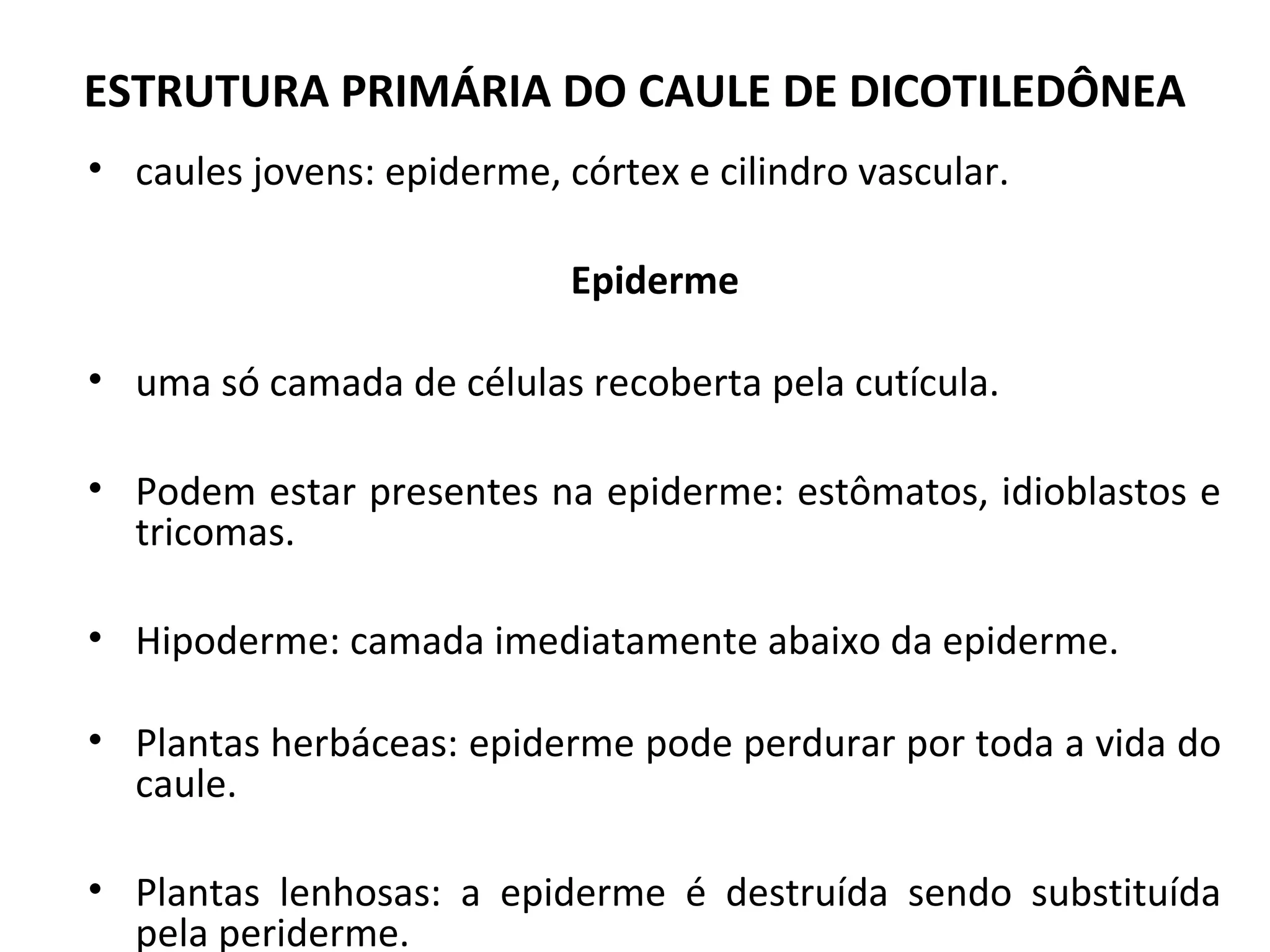 Anatomia do caule | PPT