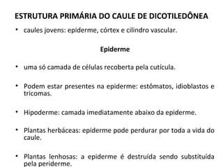Anatomia do caule | PPT