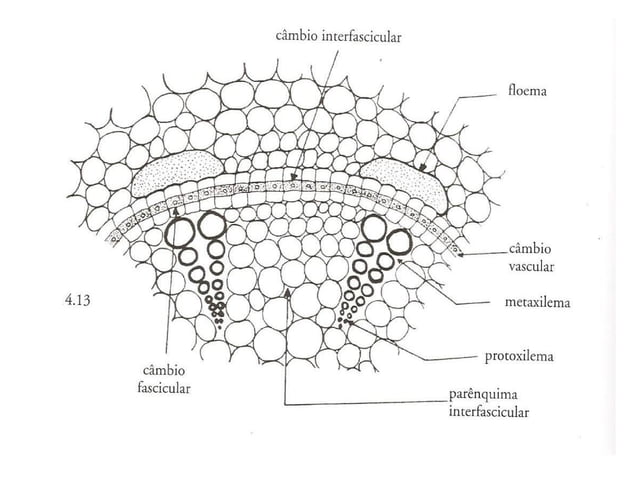 Anatomia do caule