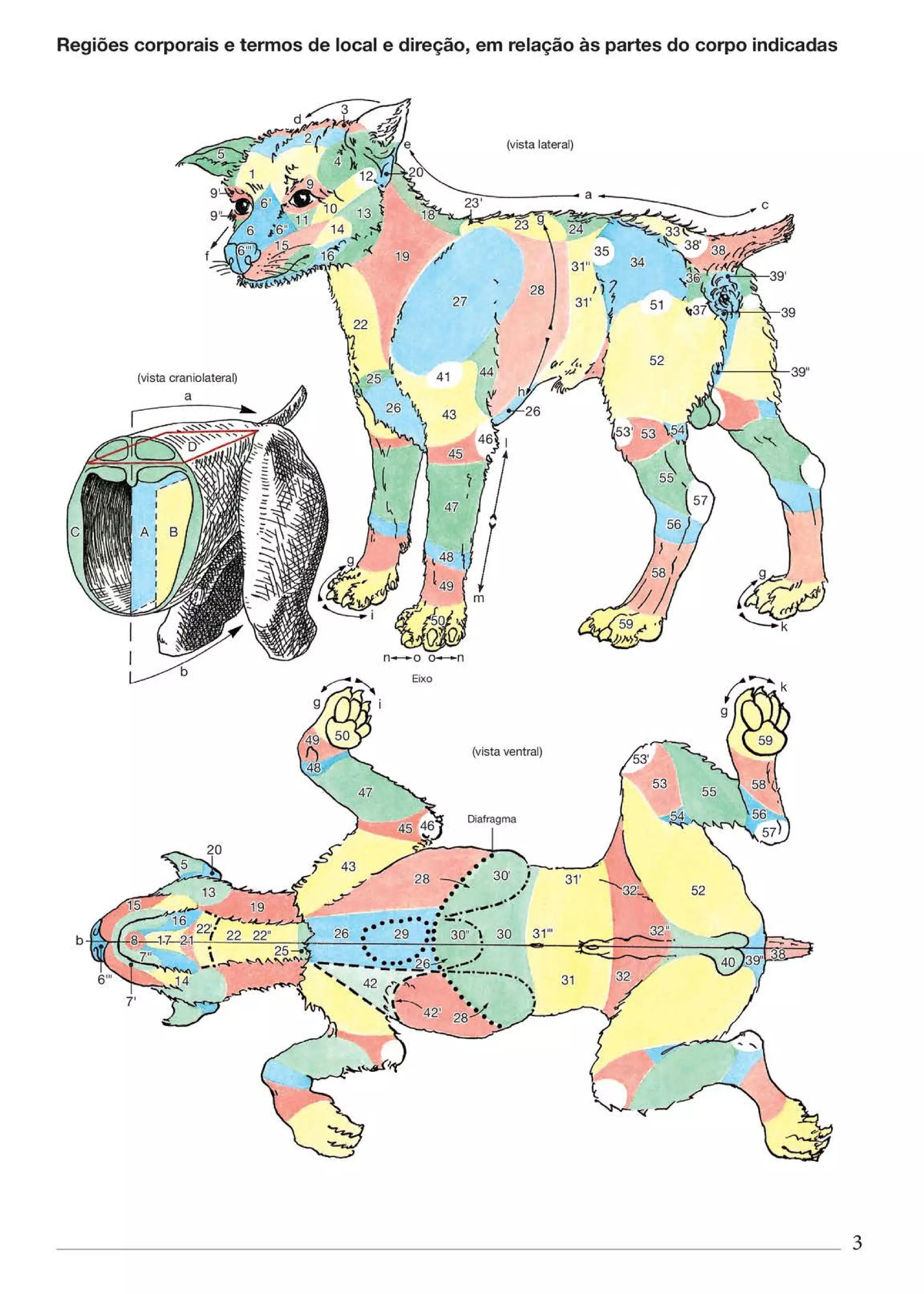 Anatomia Do Cão Texto E Atlas 5ª Ed.pdf