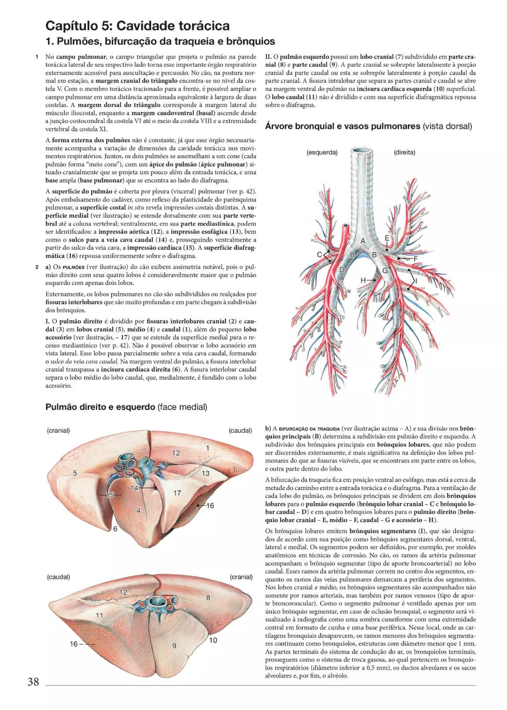 Anatomia Do Cão Texto E Atlas 5ª Ed.pdf