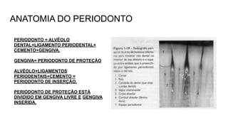 ANATOMIA DO DENTE II um pdf sobre anatomia dentaria (3).pdf