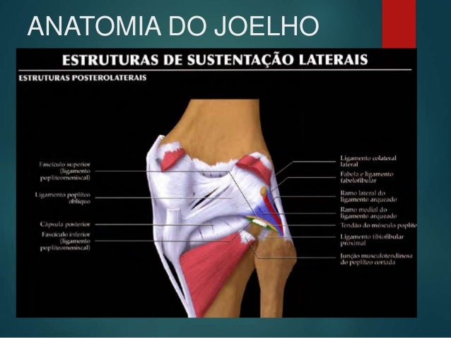 Anatomia do joelho