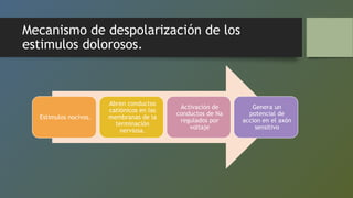 anatomia dolor. Vías del Dolor y su anatomía | PPTX