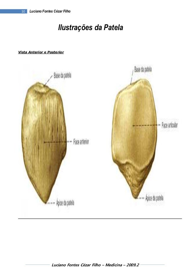 Anatomia do membro_inferior_lu