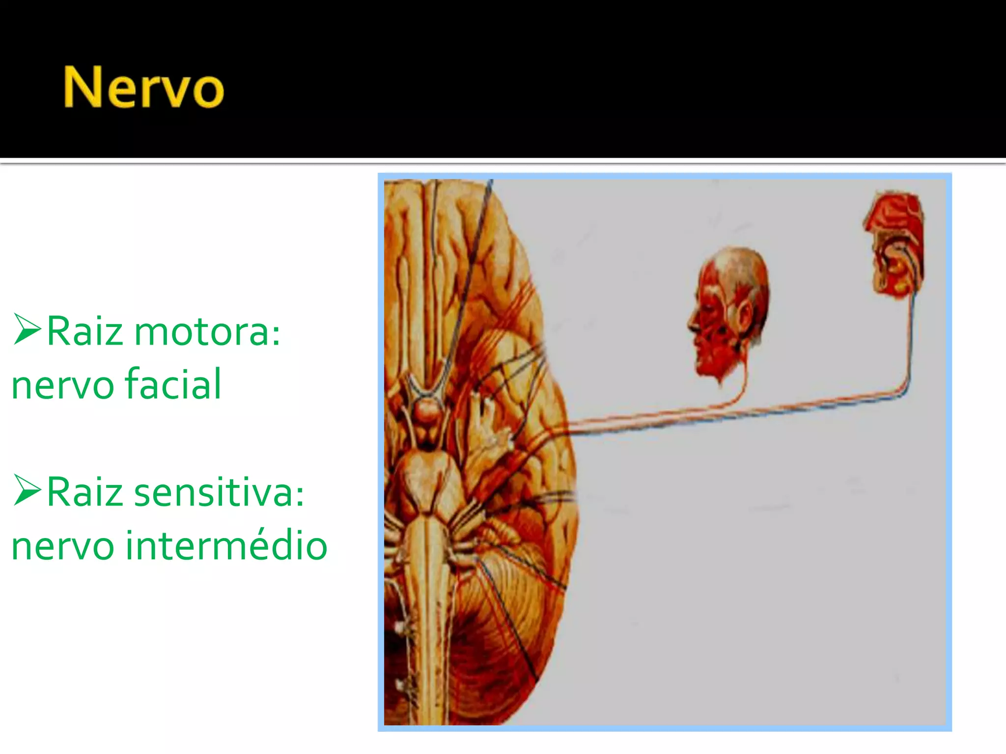 Anatomia Do Nervo Facial Revisado