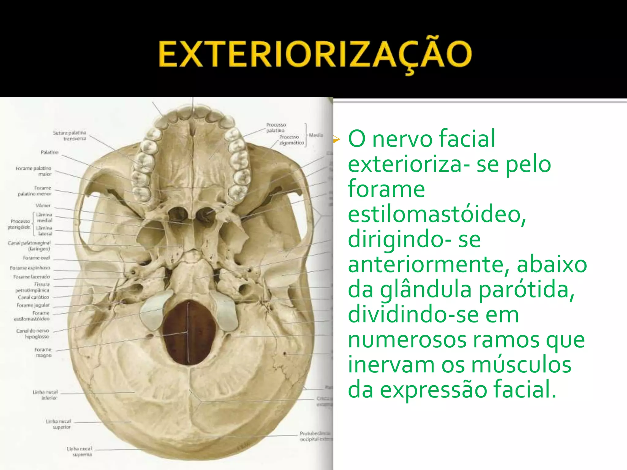 Anatomia do nervo facial revisado | PPTX