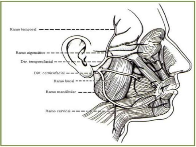 Anatomia do nervo facial revisado