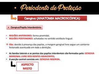Anatomia do Periodonto | PDF
