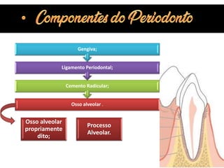 Anatomia do Periodonto | PDF