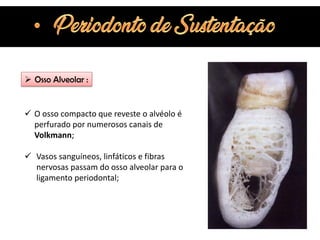 Anatomia do Periodonto | PDF