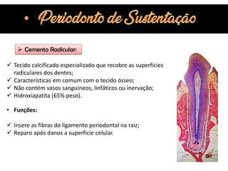 Anatomia do Periodonto | PDF