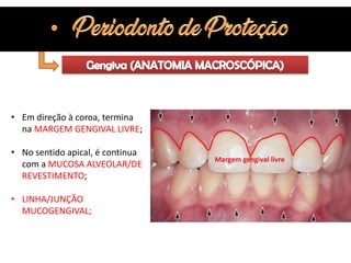 Anatomia do Periodonto | PDF