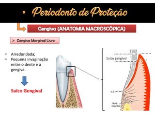 Anatomia do Periodonto | PDF