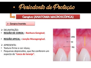 Anatomia do Periodonto | PDF
