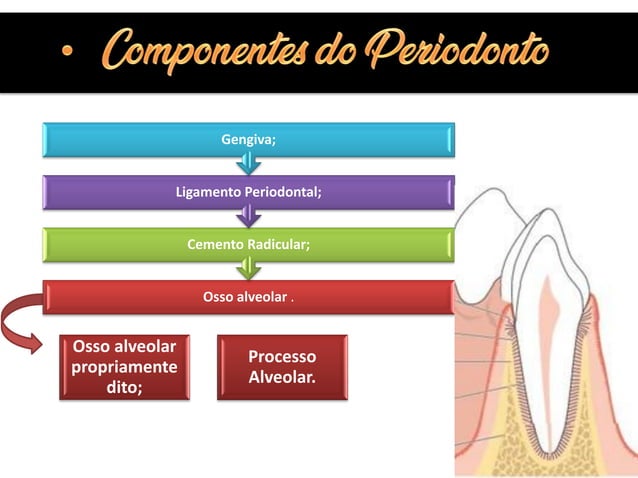 Anatomia do Periodonto