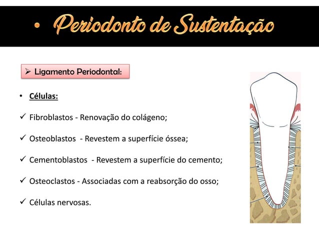 Anatomia do Periodonto